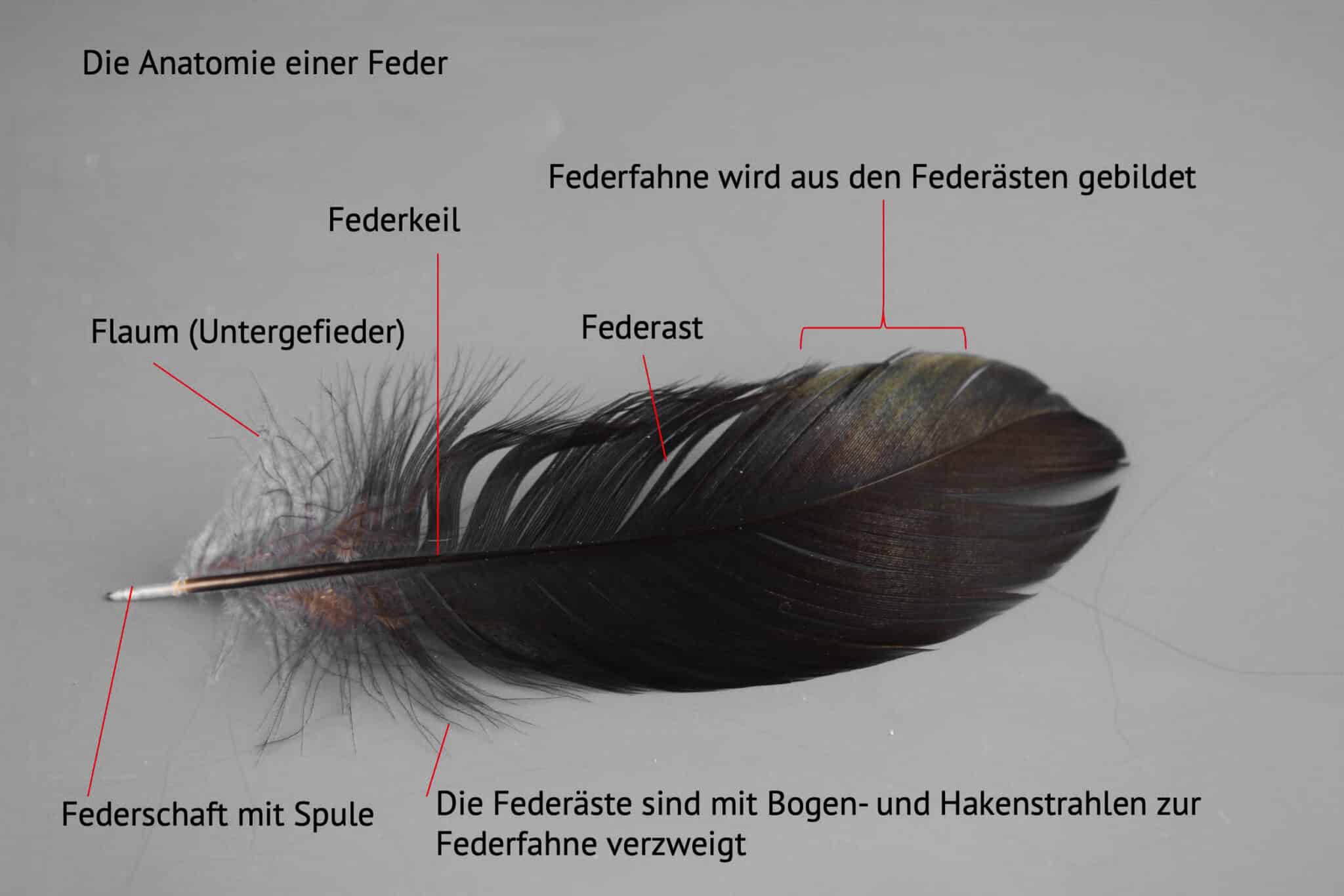Die Vielfalt Der Federn Geflügelwelt Alles Rund Ums Gefieder